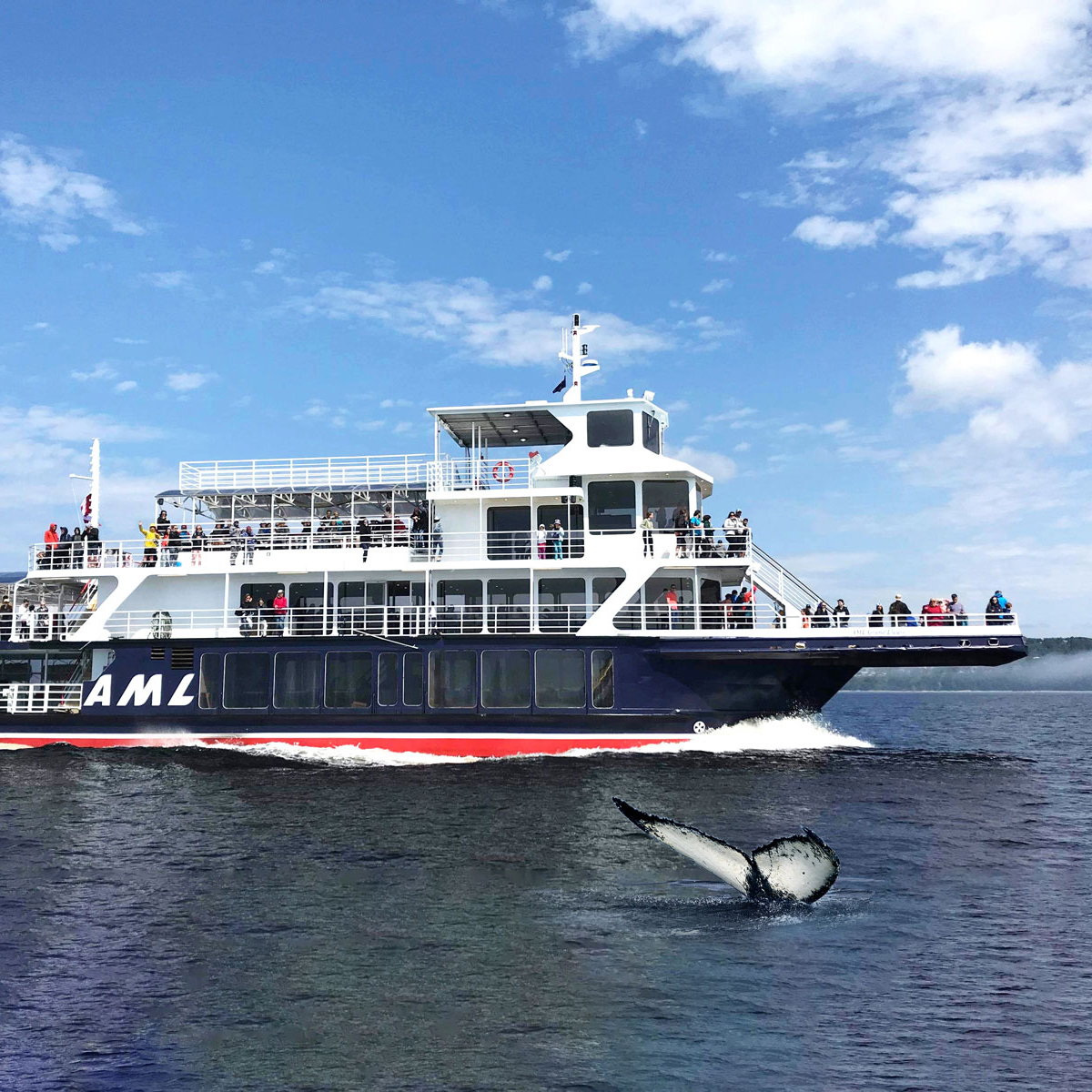 Full-day Bus Excursion and Whale Watching Boat Tour | AML Cruises