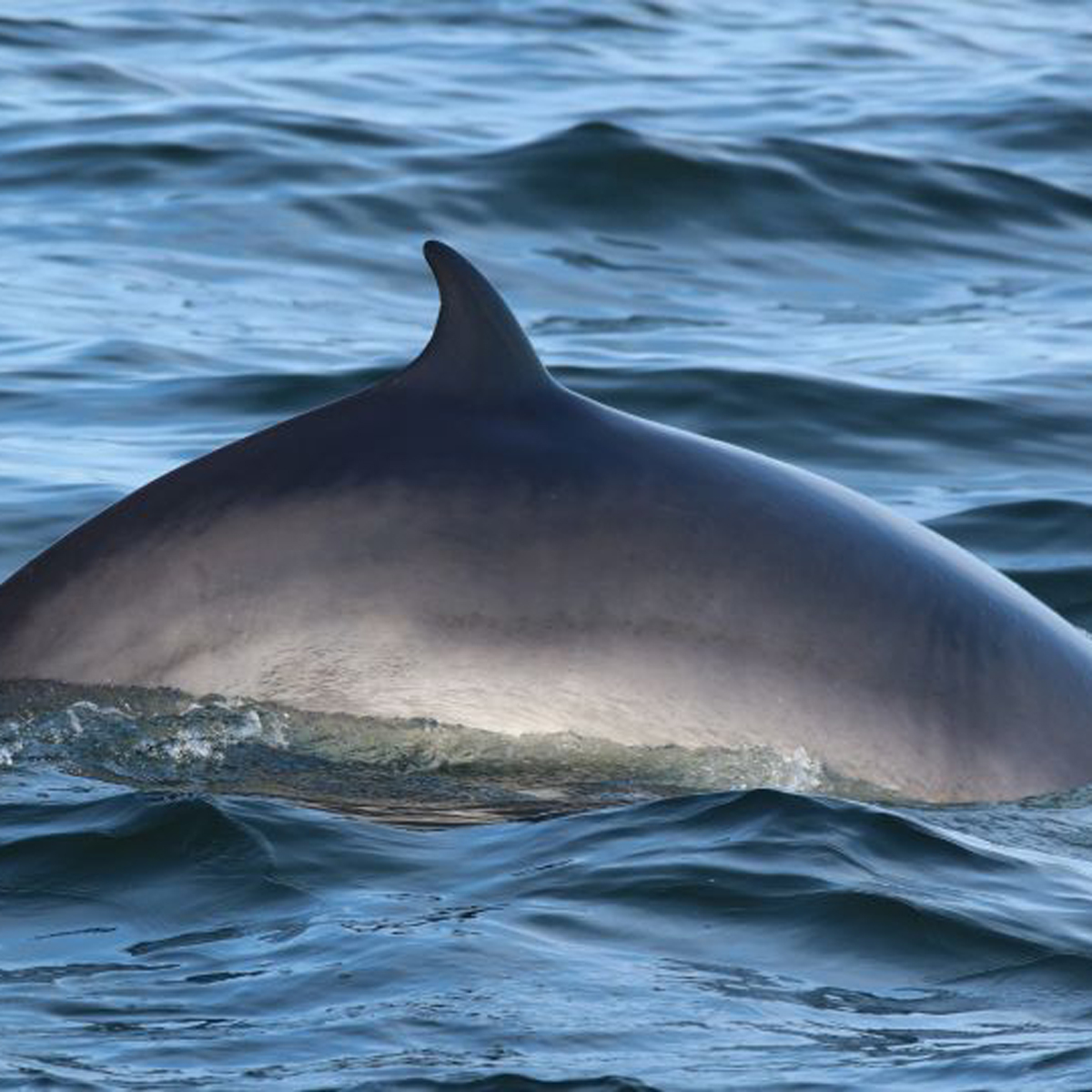 Whale Watching in July Fog! | AML Cruises