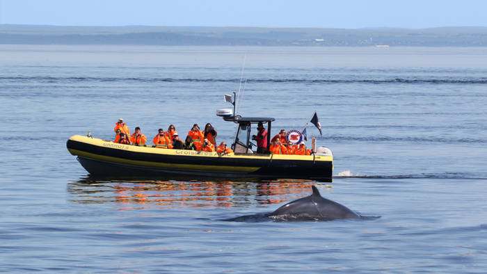Croisière aux baleines Zodiac Expédition 2h30 à Tadoussac | Croisières AML