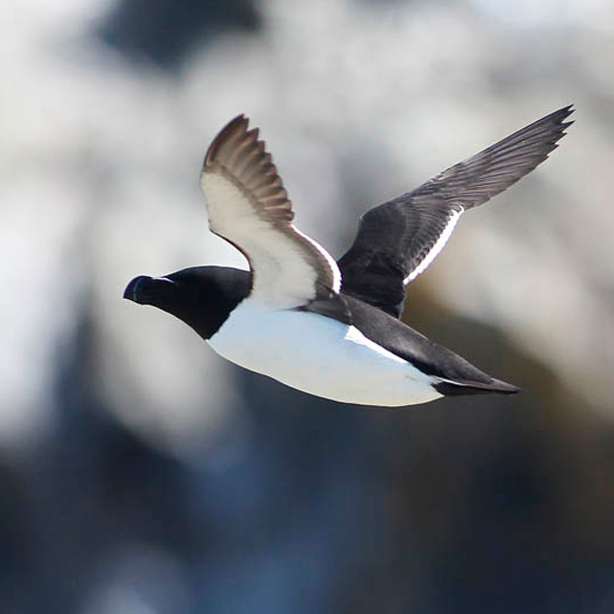 Croisière aux petits pingouins dans Chaudière-Appalaches | Croisières AML
